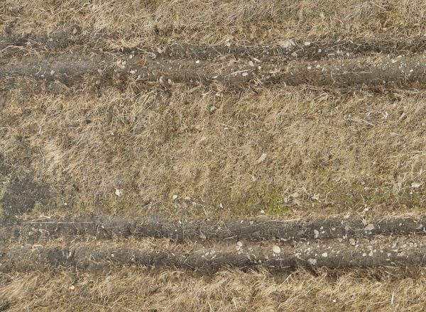 grass road texture 0039 - Texturelib